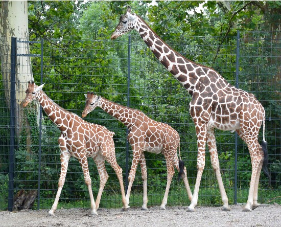 Lucknow Zoo Location, Address, Helpline Number,Timing, Entry Ticket ...